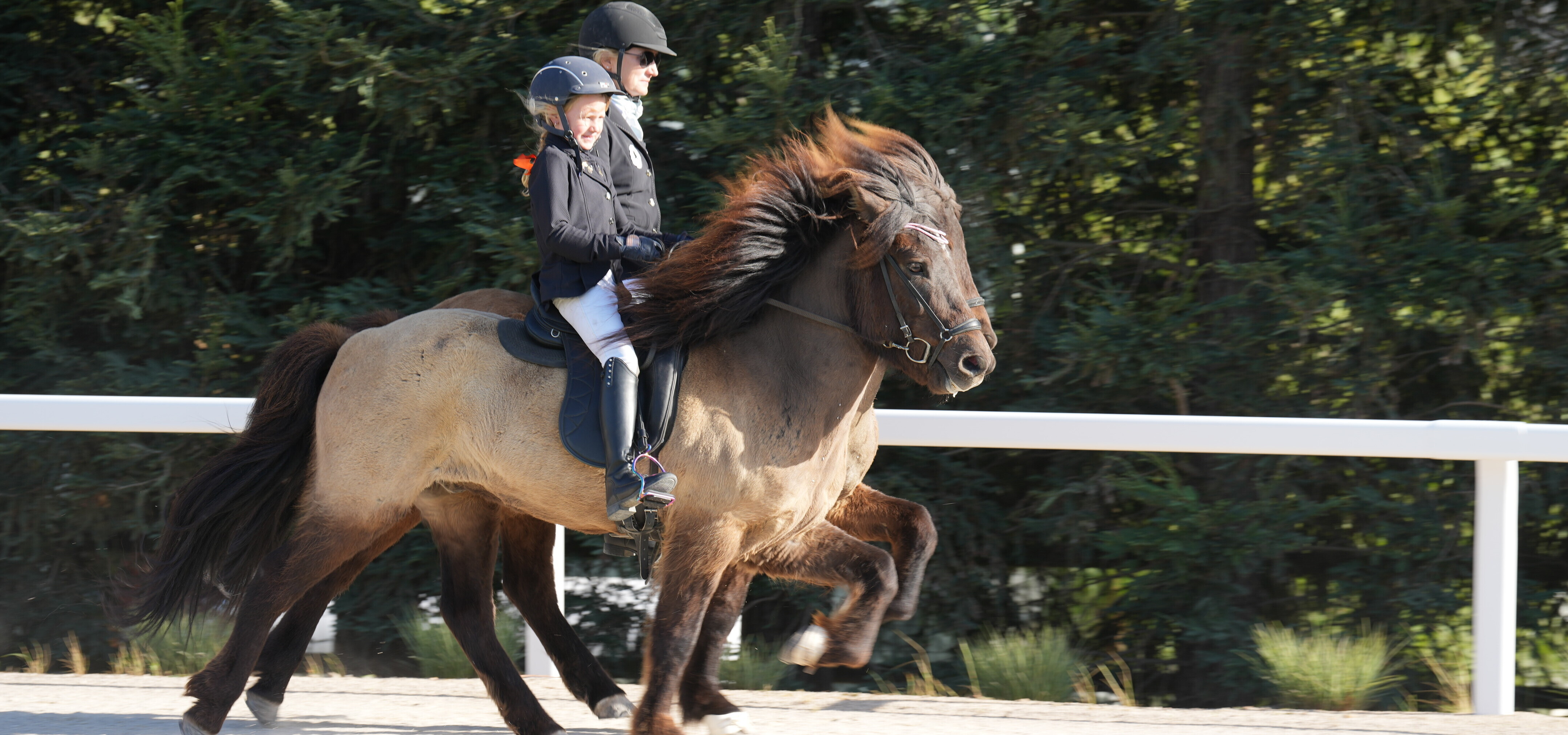 The United States Icelandic Horse Congress — Icelandic Horse Congress